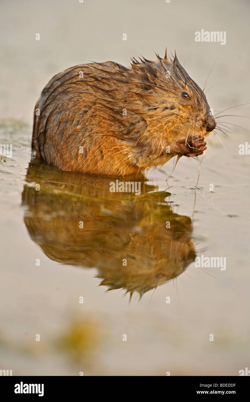 Baby muskrat hi-res stock photography and images - Alamy