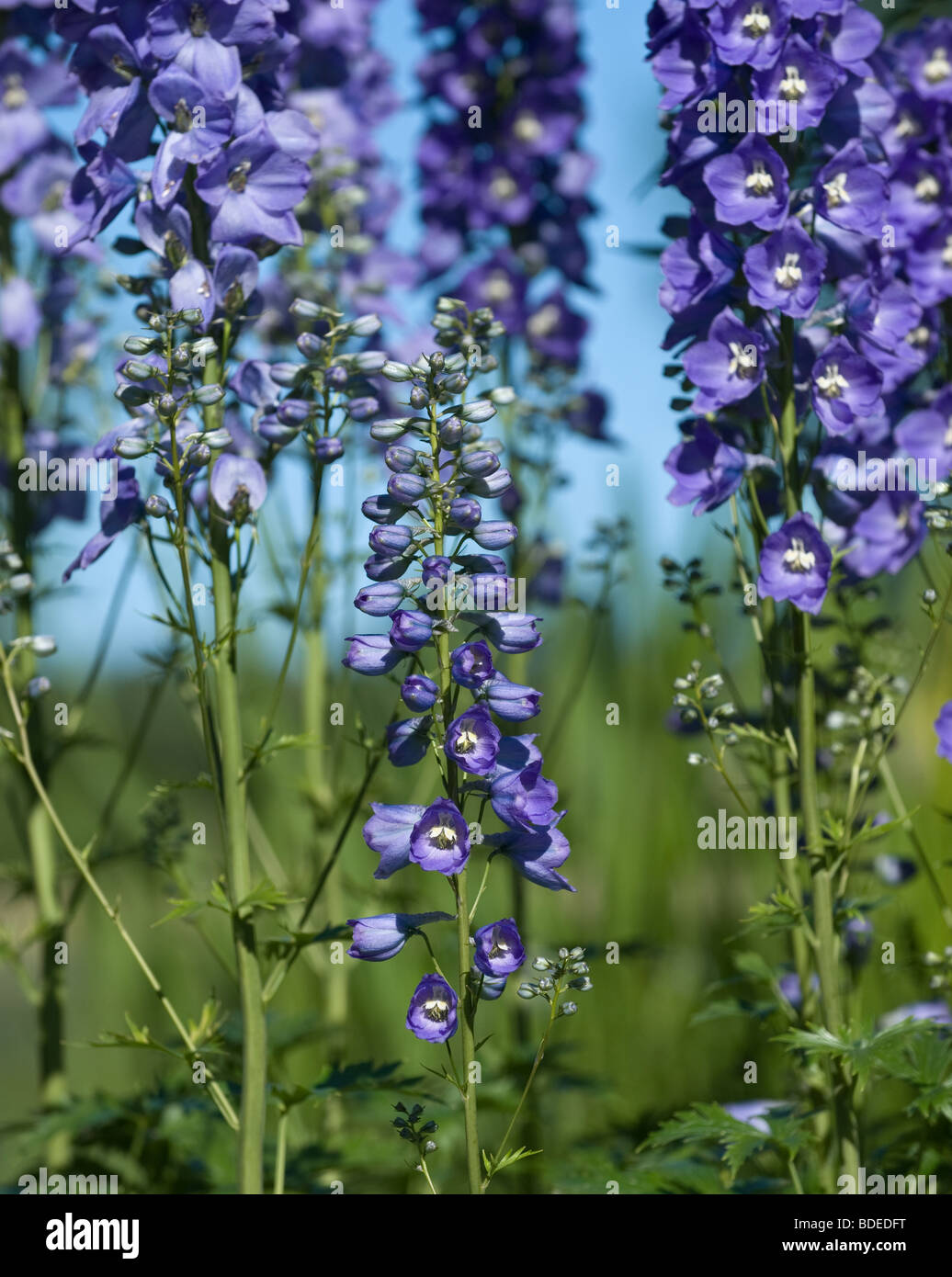 Delphinium blue flower hi-res stock photography and images - Alamy