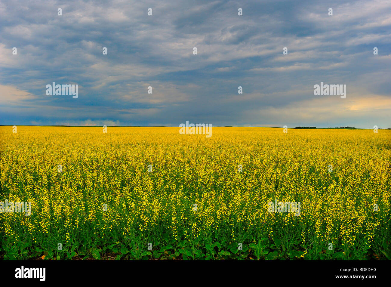 A farm field crop of canola Stock Photo - Alamy