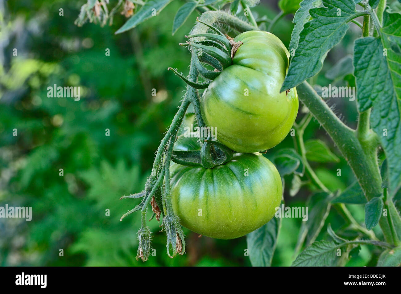 Green tomato on plant hi-res stock photography and images - Alamy
