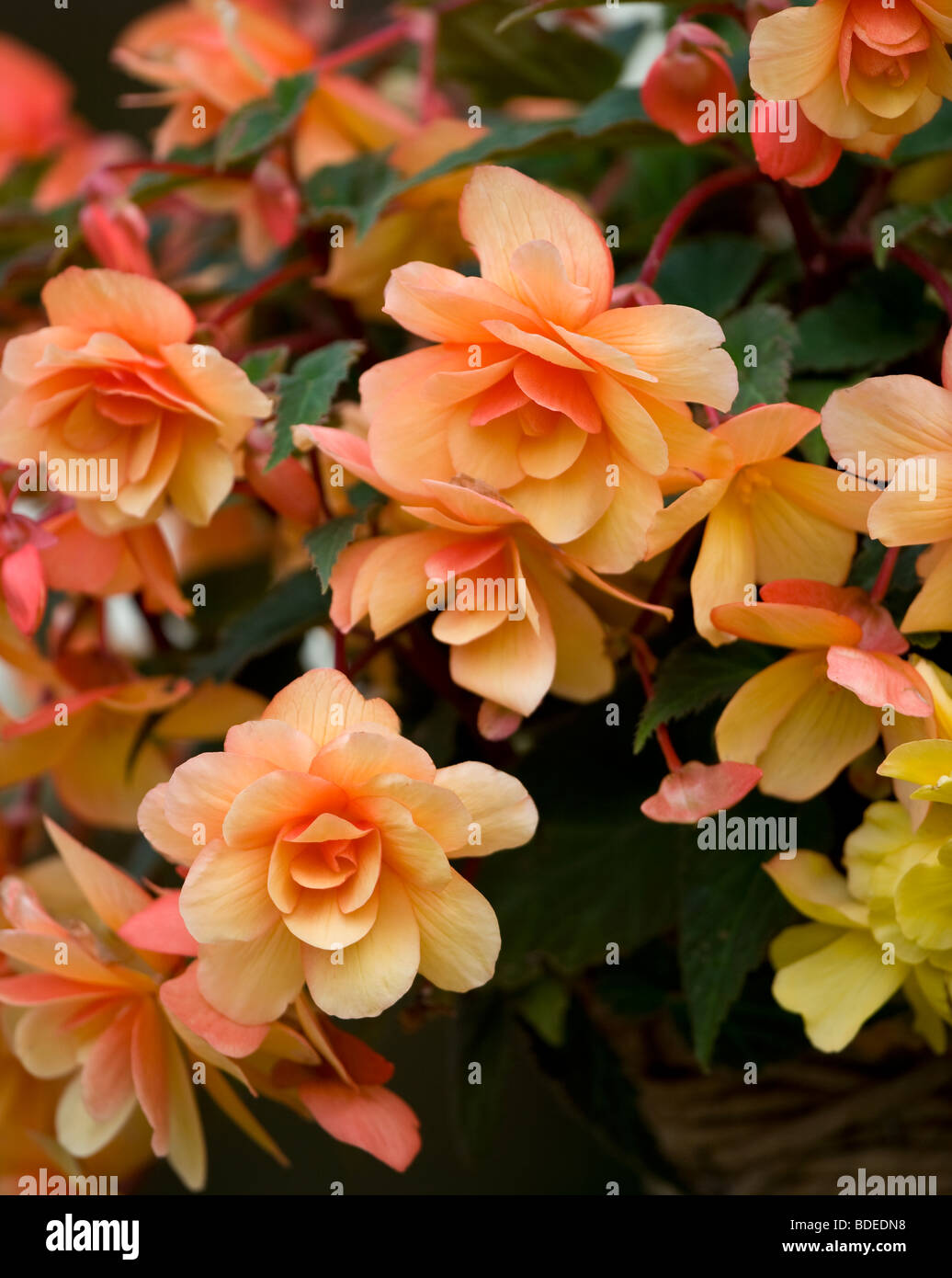 Begonia hanging basket hi-res stock photography and images - Alamy