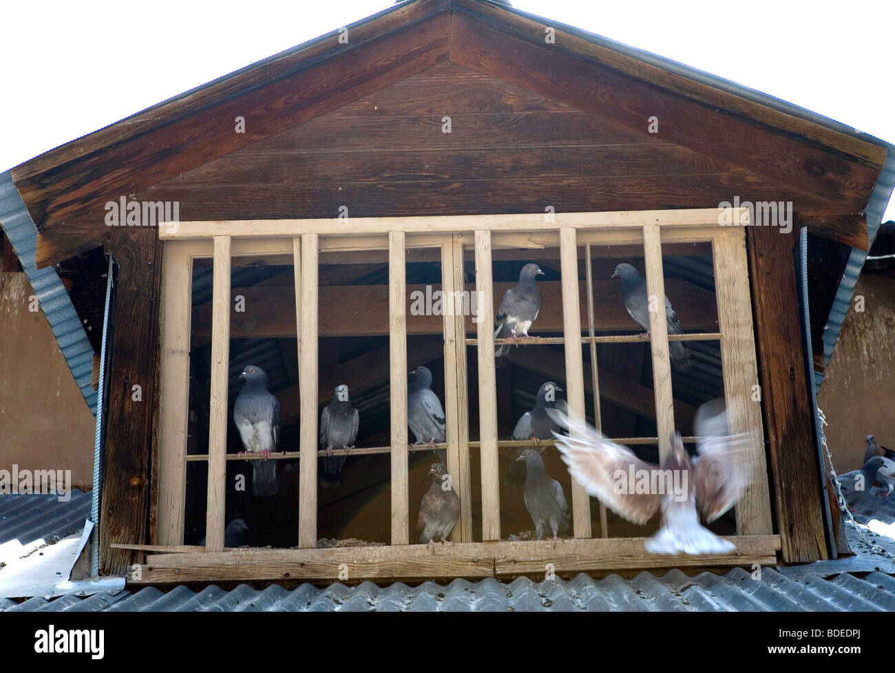 Fly eaves hi-res stock photography and images - Alamy