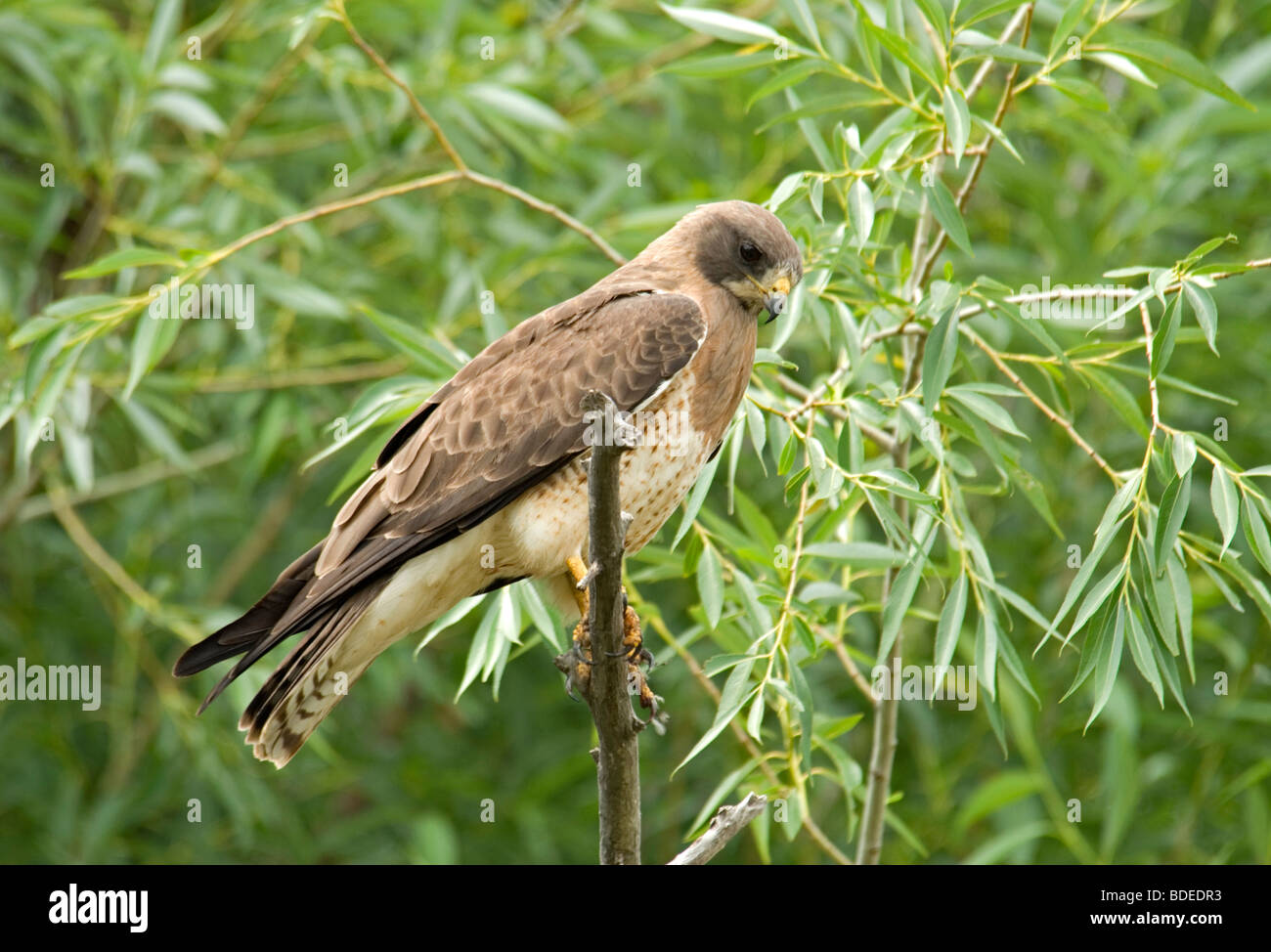 Swainson's Hawk (Buteo swainsoni) in Narrowleaf Cottonwood tree, Aurora ...