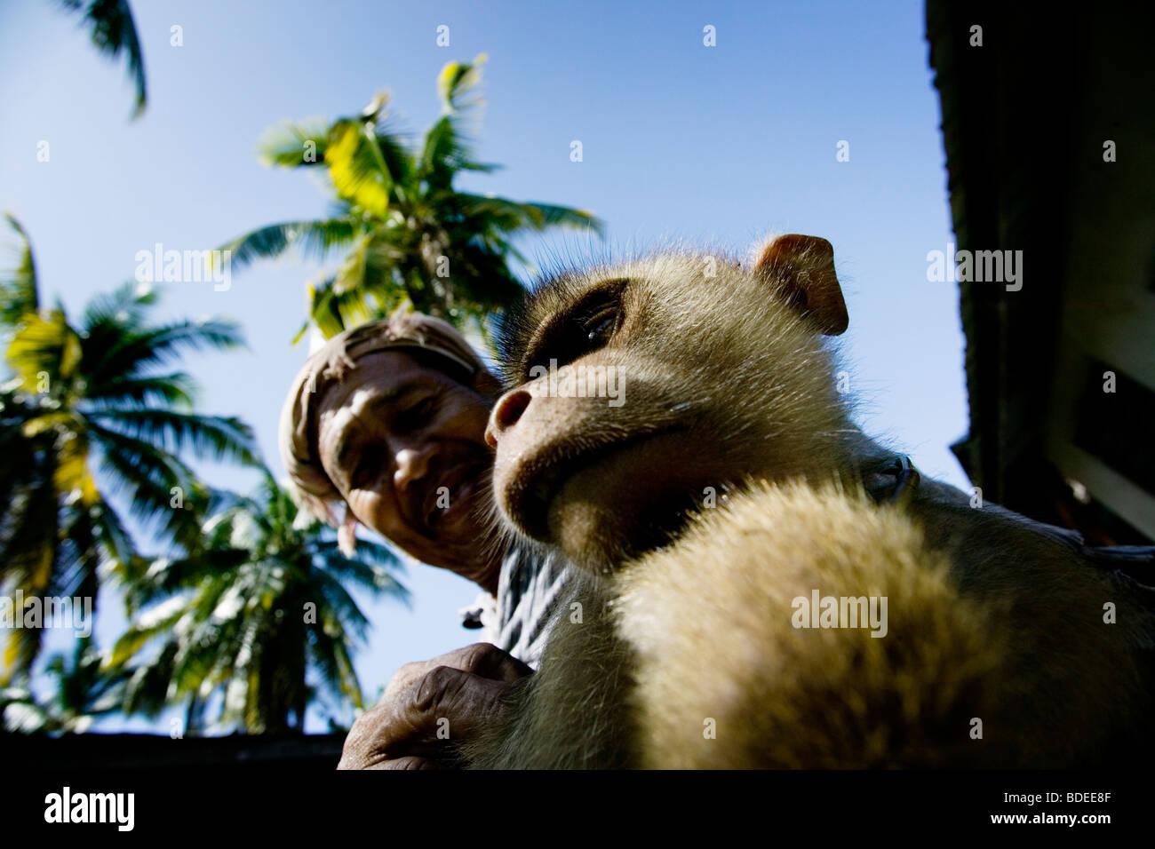 Monkey knows hi-res stock photography and images - Alamy