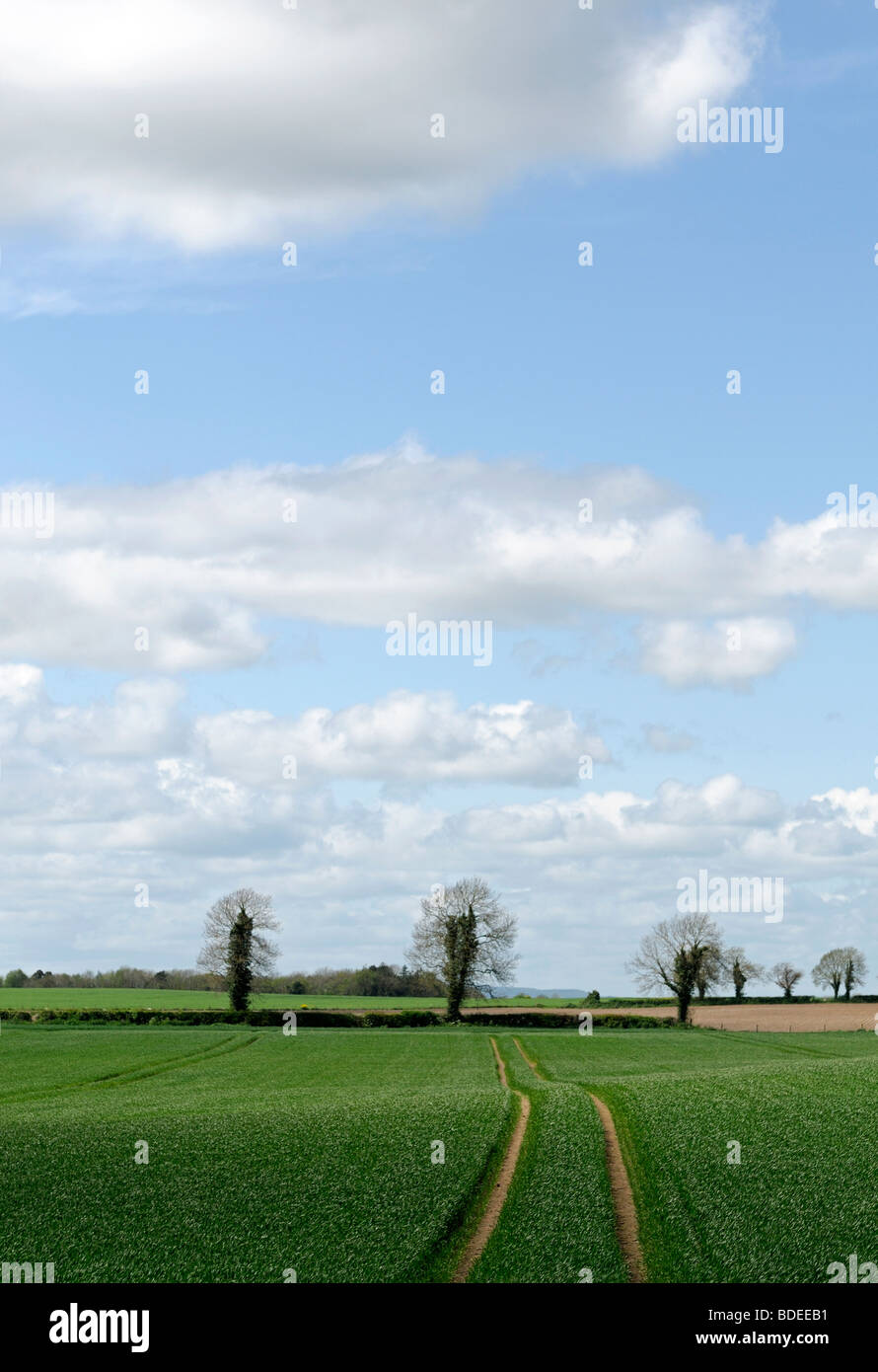 tractor tyre tracks trail path through a field of wheat corn leading ...