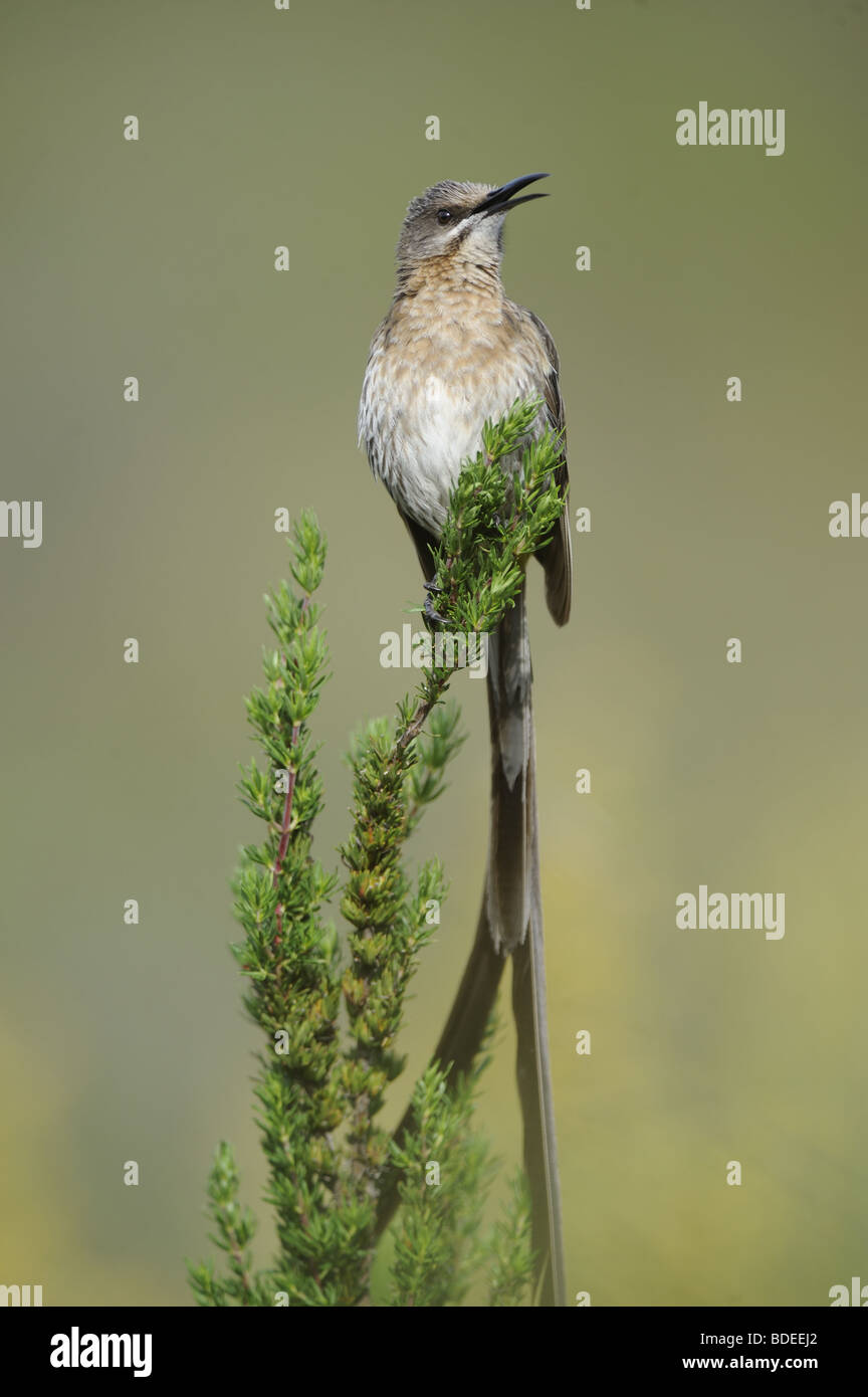 Long tail sugarbird hi-res stock photography and images - Alamy