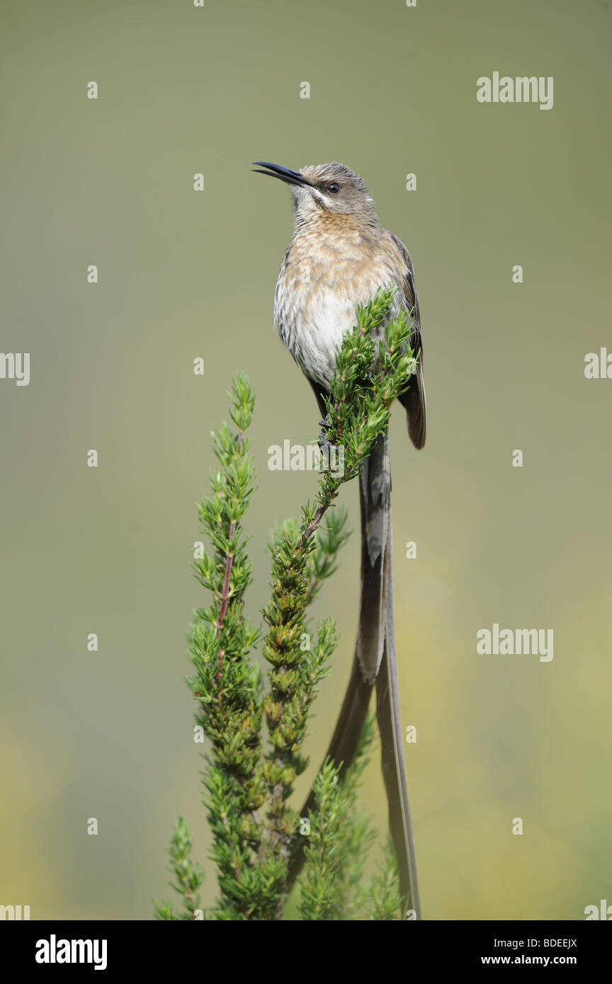 Male Cape Sugarbird Stock Photo - Alamy