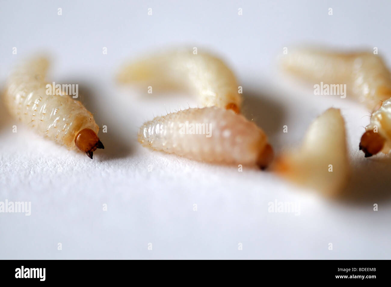 vine weevil Otiorhynchus sulcatus grubs on a blank plain white ...