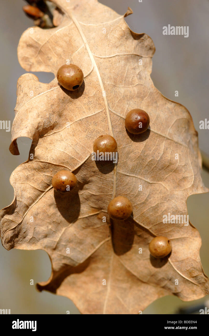 Small Red Pea galls on oak leaf - caused by Cynips divisa - England, UK ...