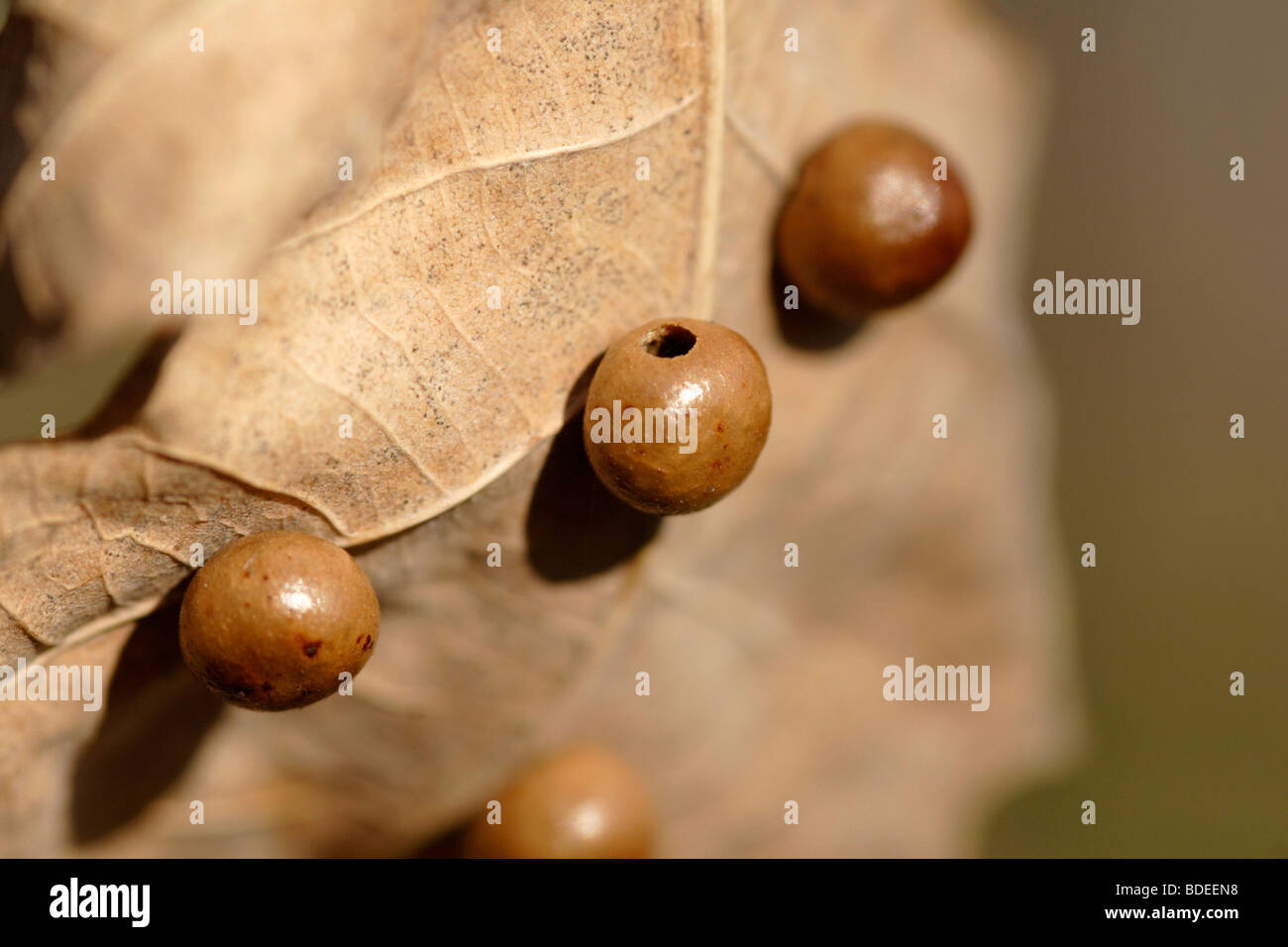 Small Red Pea galls on oak leaf - caused by Cynips divisa - England, UK ...