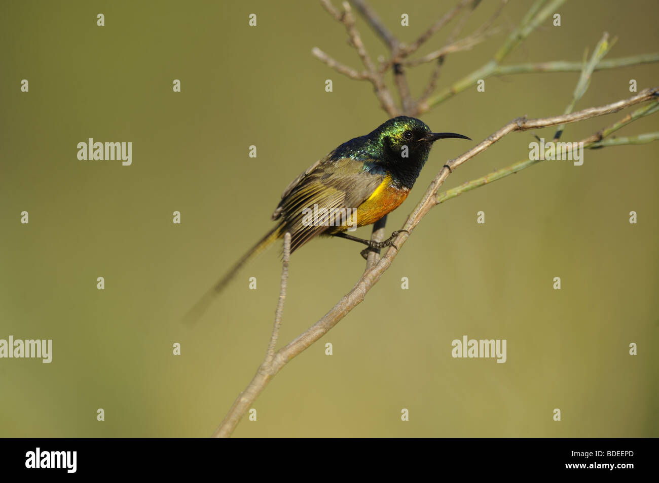 Male Orange Breasted Sunbird Stock Photo - Alamy