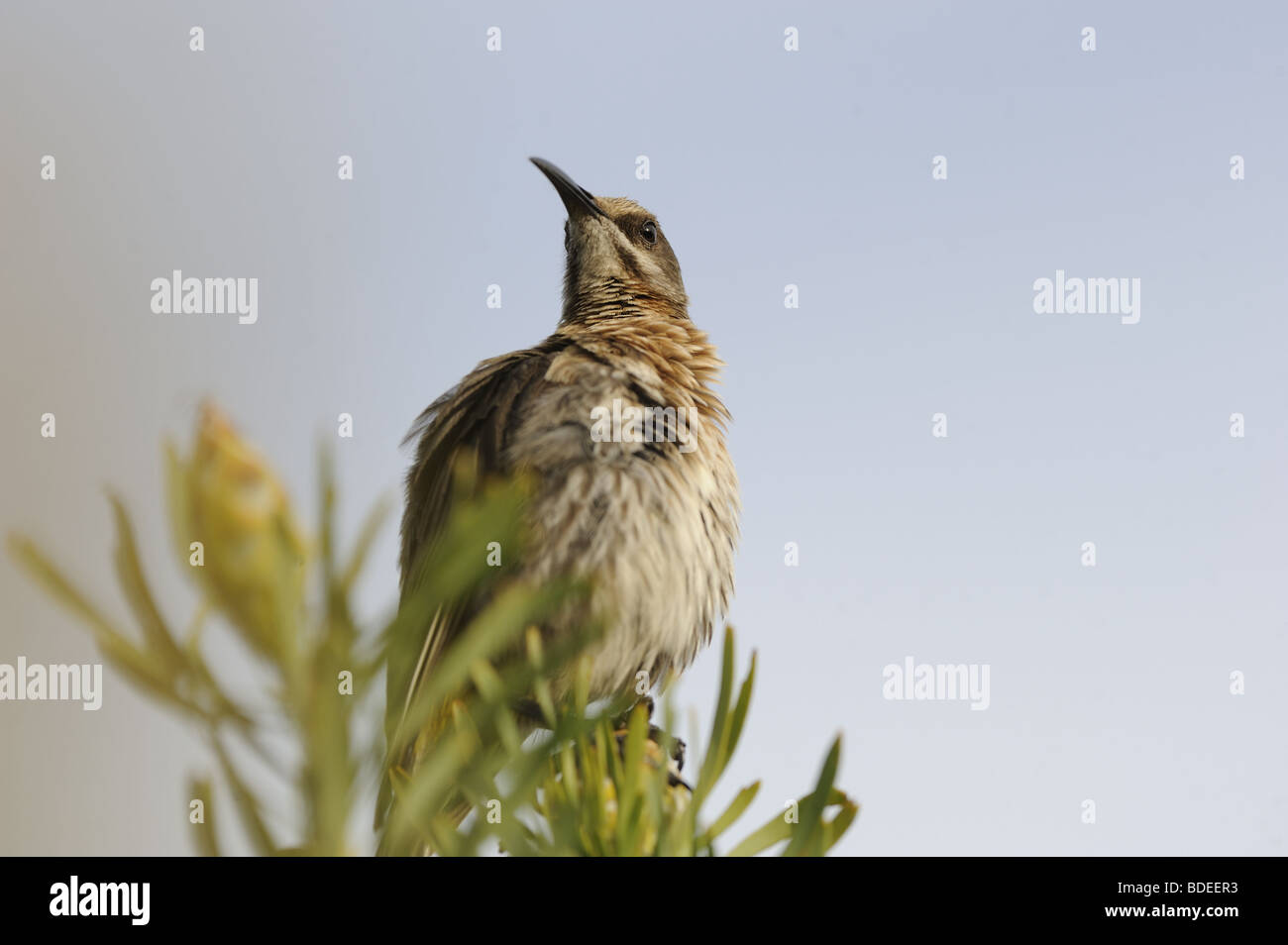 Male Cape Sugarbird Stock Photo - Alamy