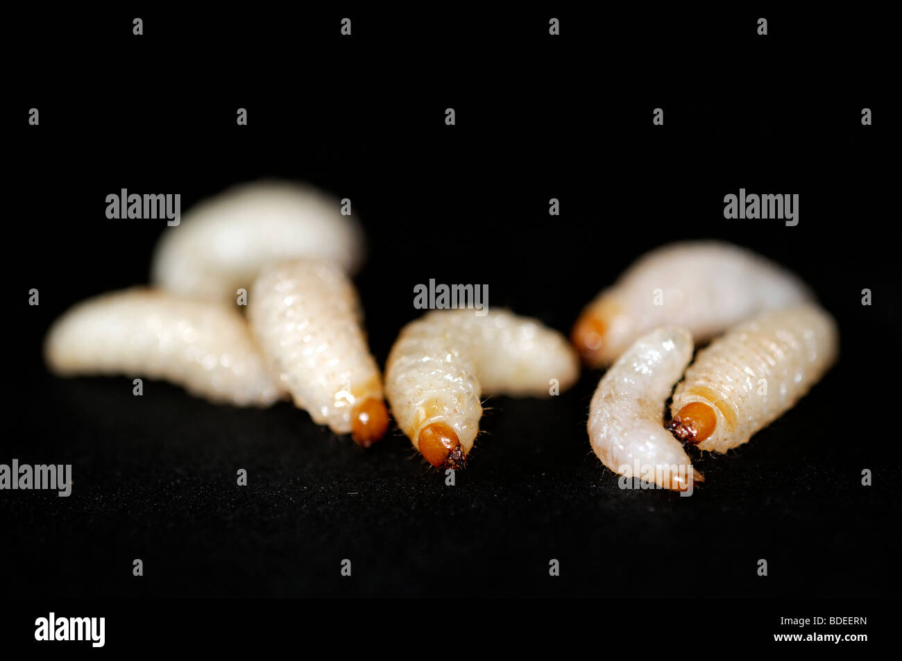 vine weevil Otiorhynchus sulcatus grubs on a blank plain black ...