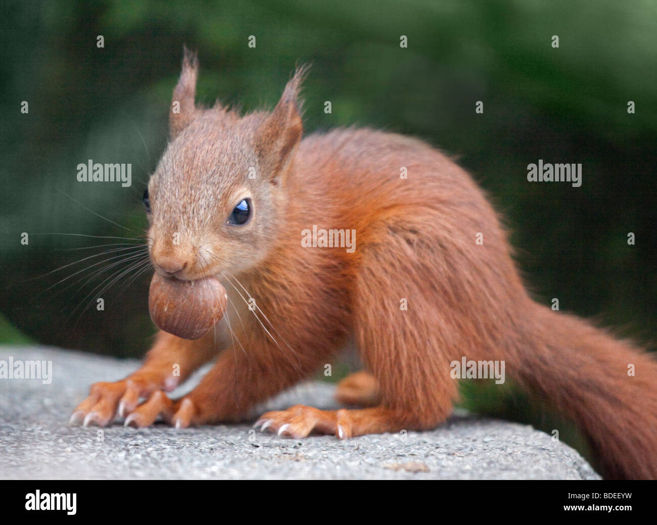Baby European Red Squirrel (sciurus vulgaris) with nut Stock Photo - Alamy