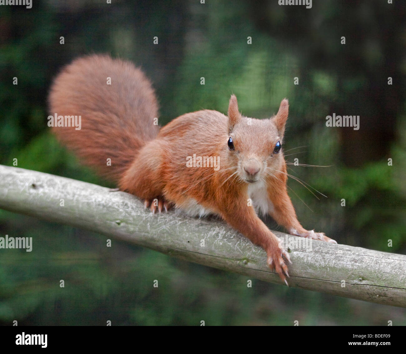 European Red Squirrel (sciurus vulgaris Stock Photo - Alamy