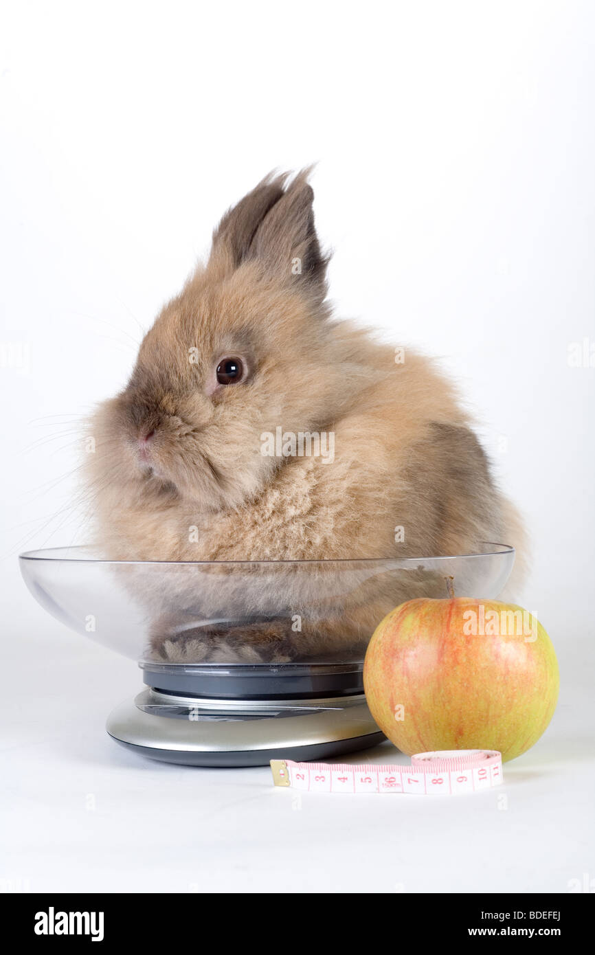 Metric scale hi-res stock photography and images - Alamy