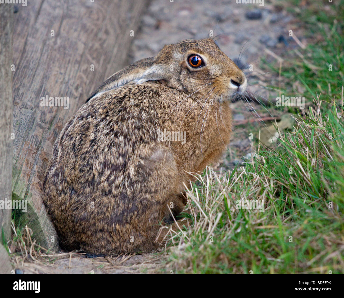 European Hare (lepus europaeus Stock Photo - Alamy