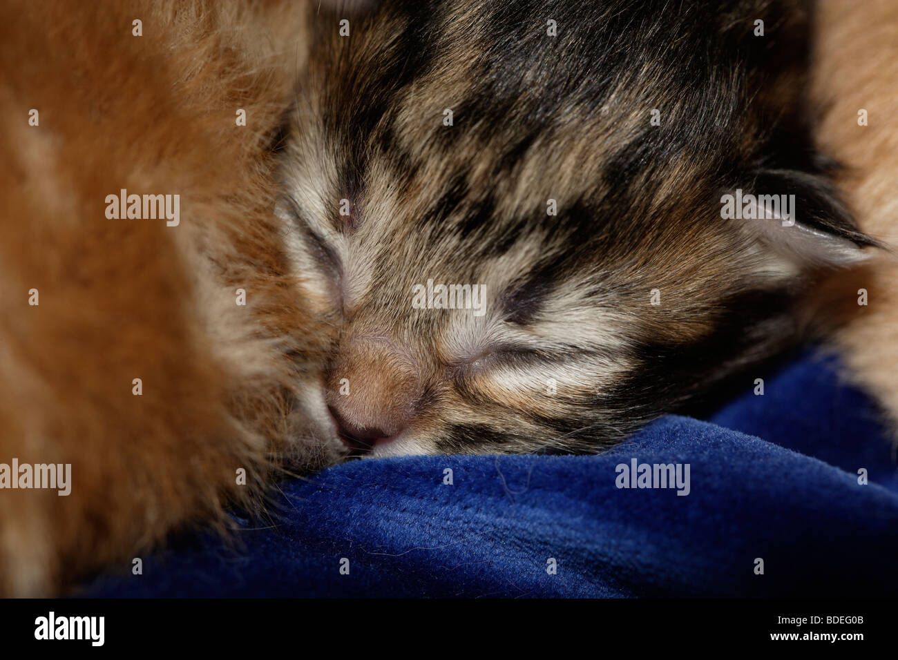 One week old kittens. Eyes still closed Stock Photo - Alamy