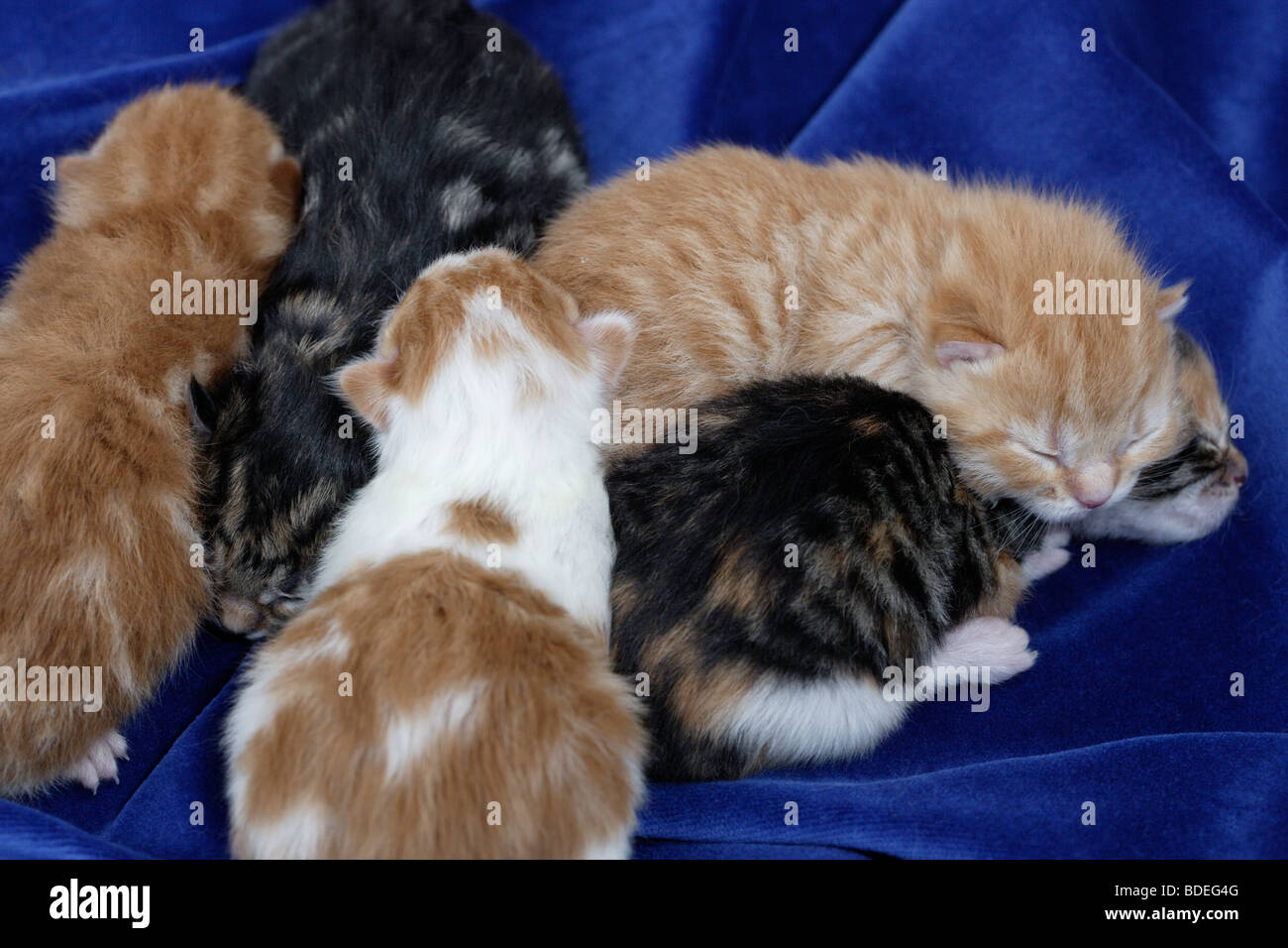 One week old kittens. Eyes still closed Stock Photo - Alamy