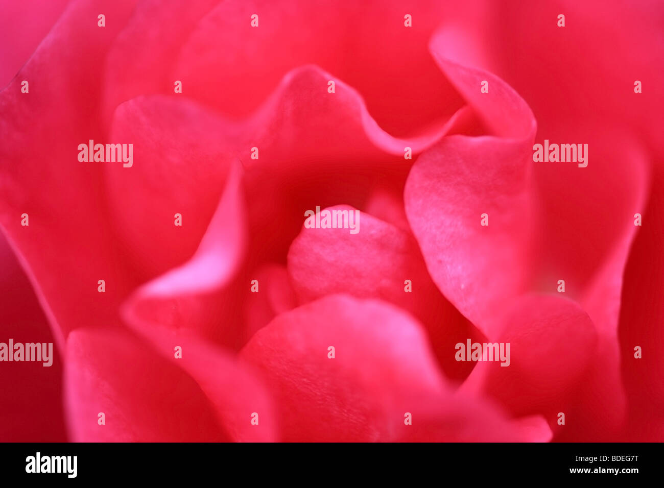 Detail rose flower hi-res stock photography and images - Alamy