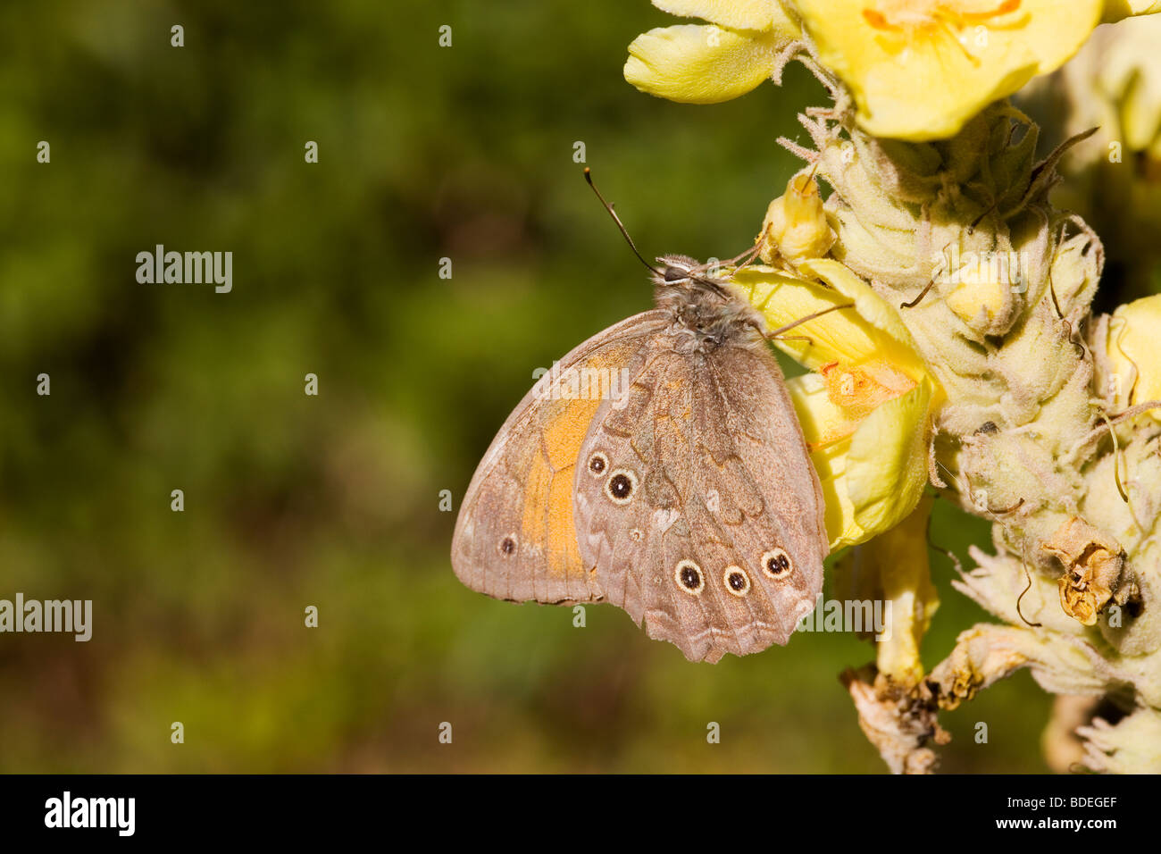 African Ringlet, Ypthima asterope, butterfly settled on Great Mullein ...