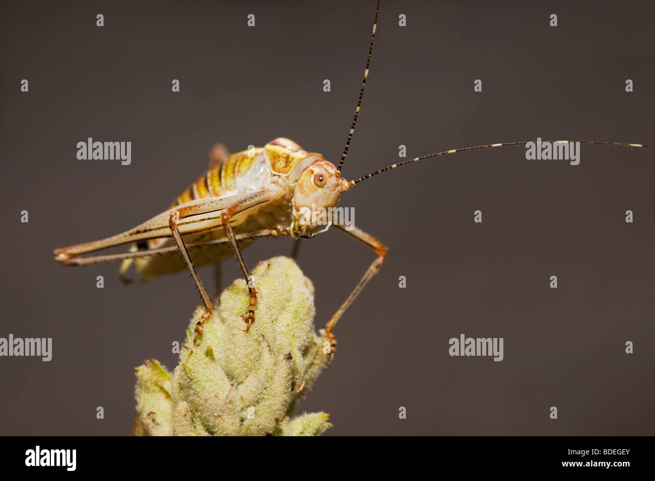 Crickets and insects hi-res stock photography and images - Alamy