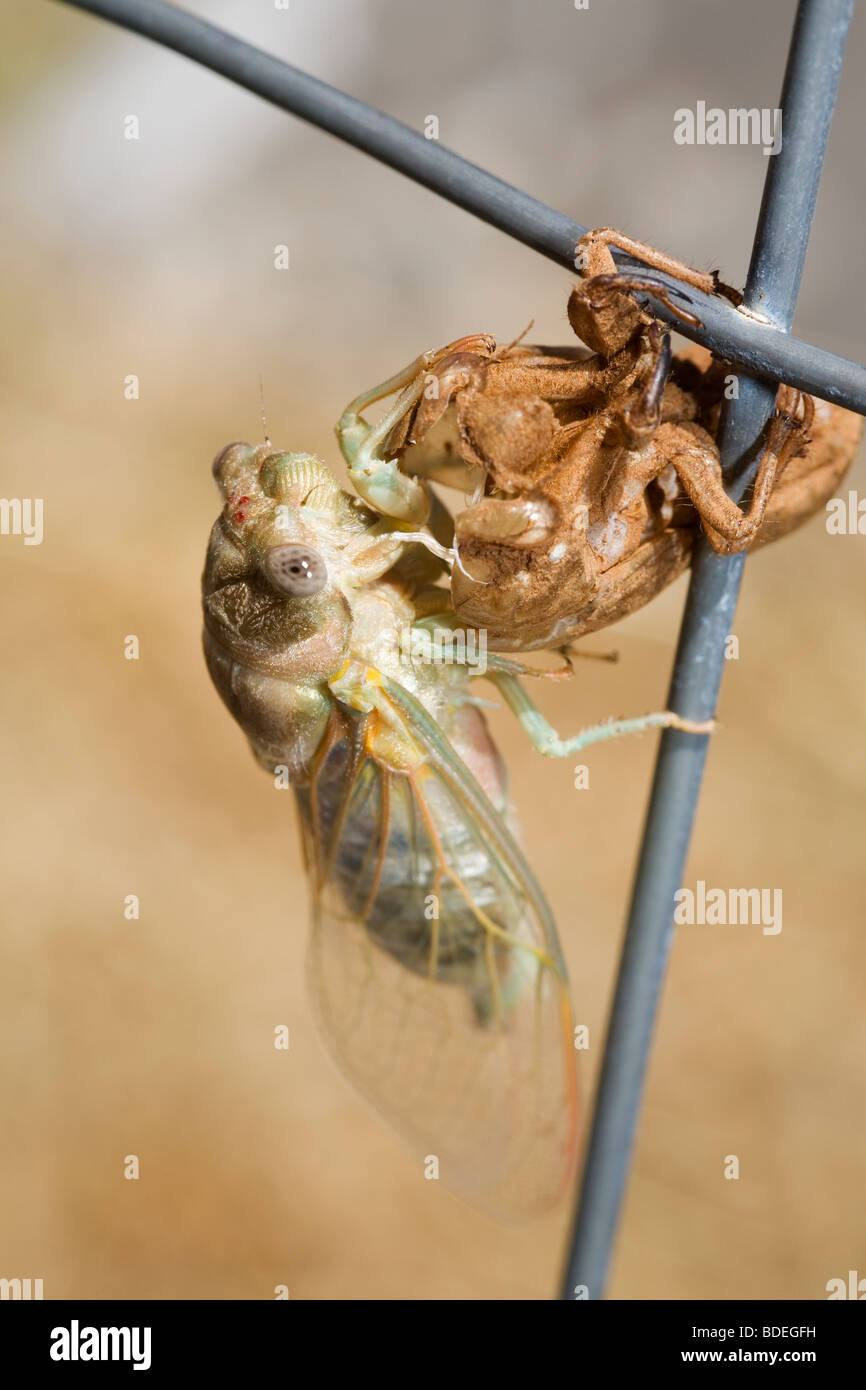Adult Cicadas Hi res Stock Photography And Images Alamy