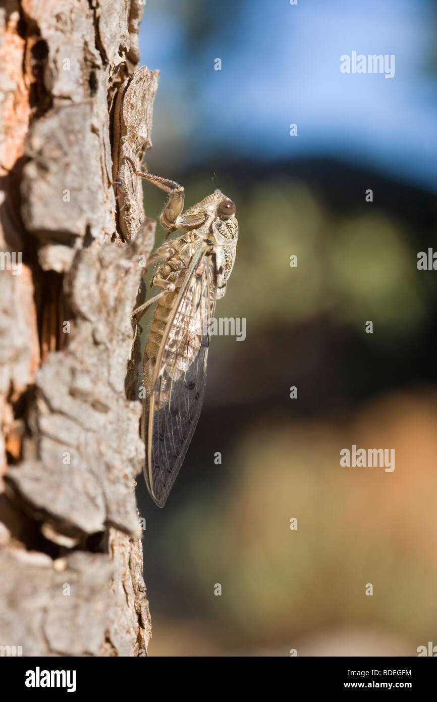 Adult Cicada orni on bark of pine tree in Greece Stock Photo - Alamy