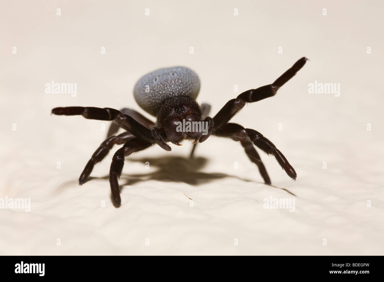 Female Ladybird Spider
