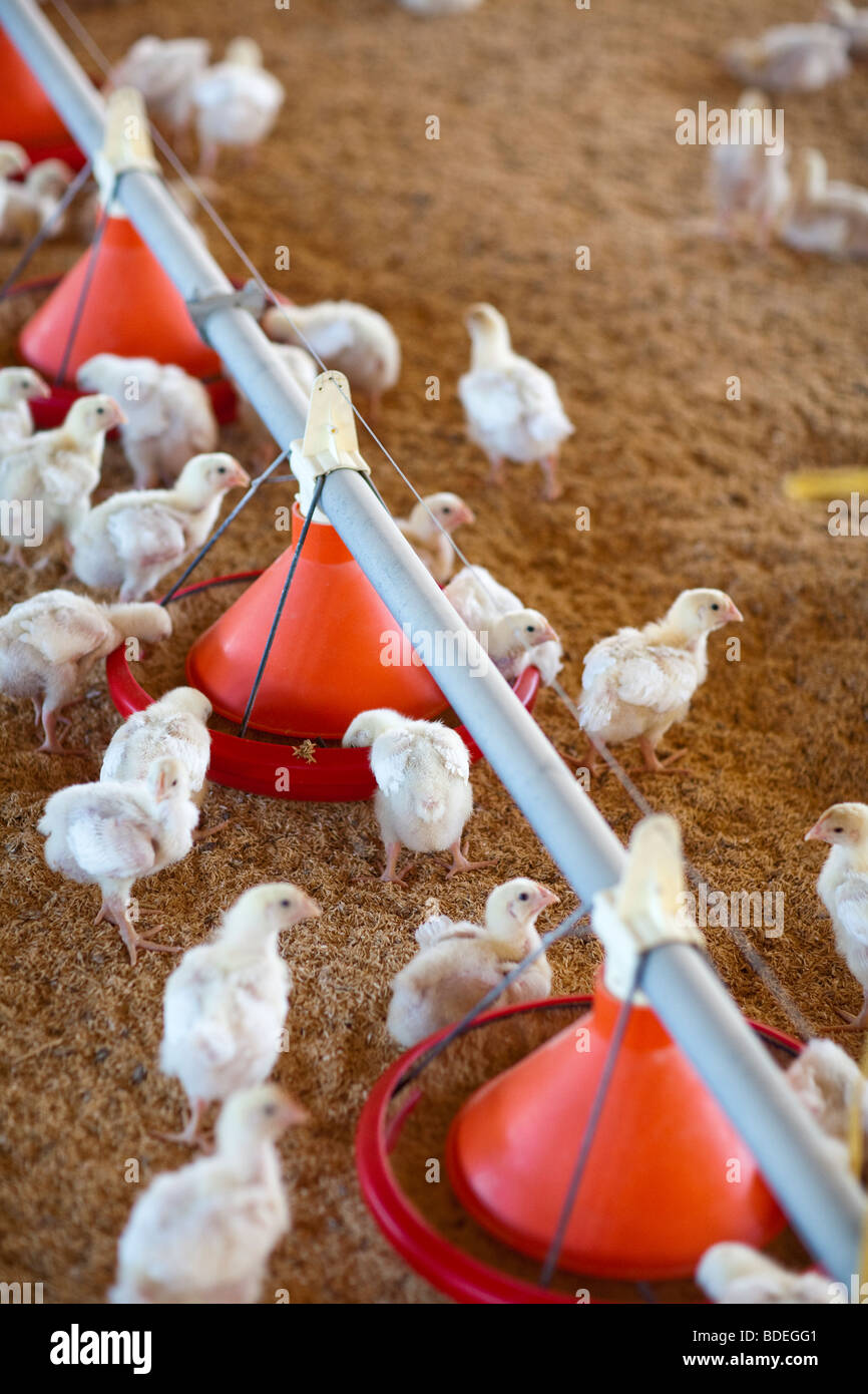 Farmer distress hi-res stock photography and images - Alamy
