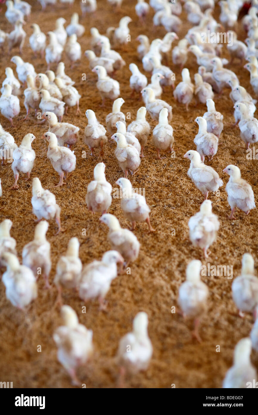 Poultry farm interior hi-res stock photography and images - Alamy