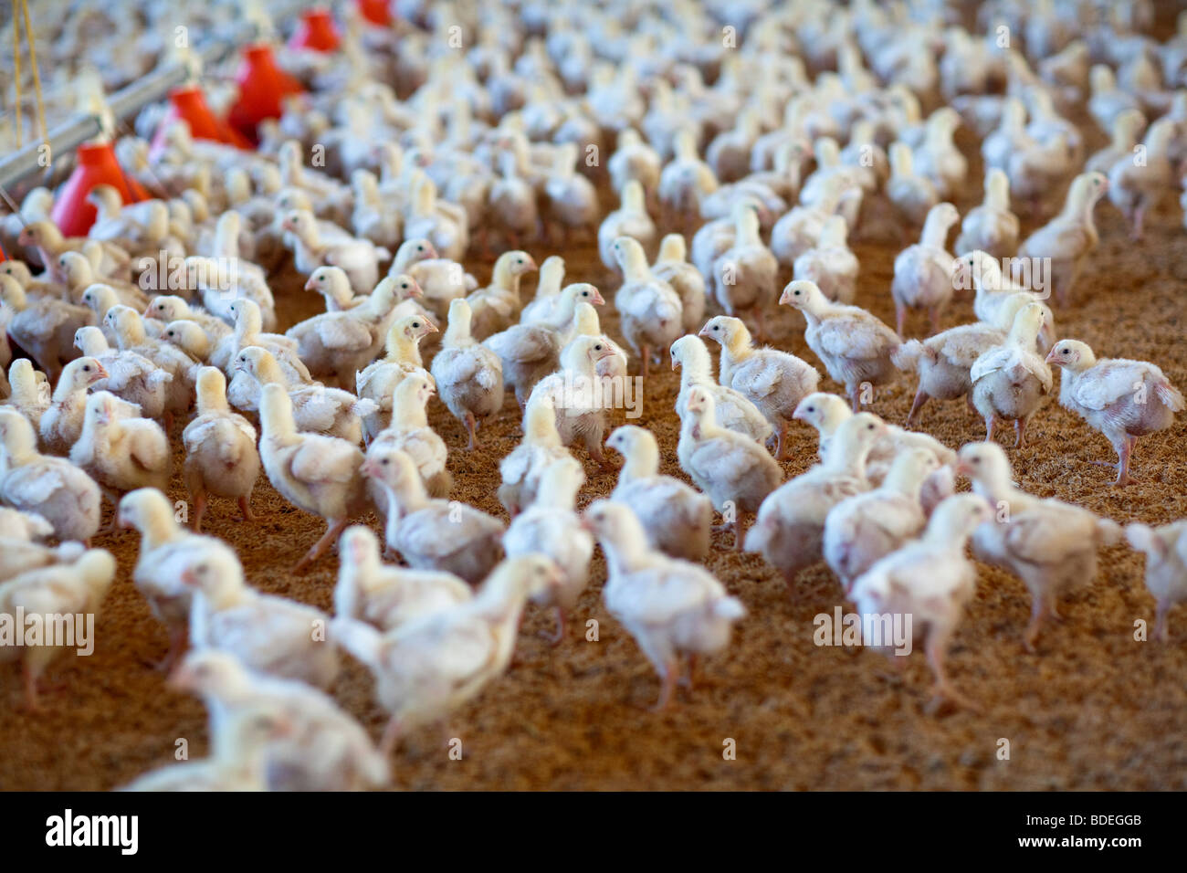 Poultry movement hi-res stock photography and images - Alamy