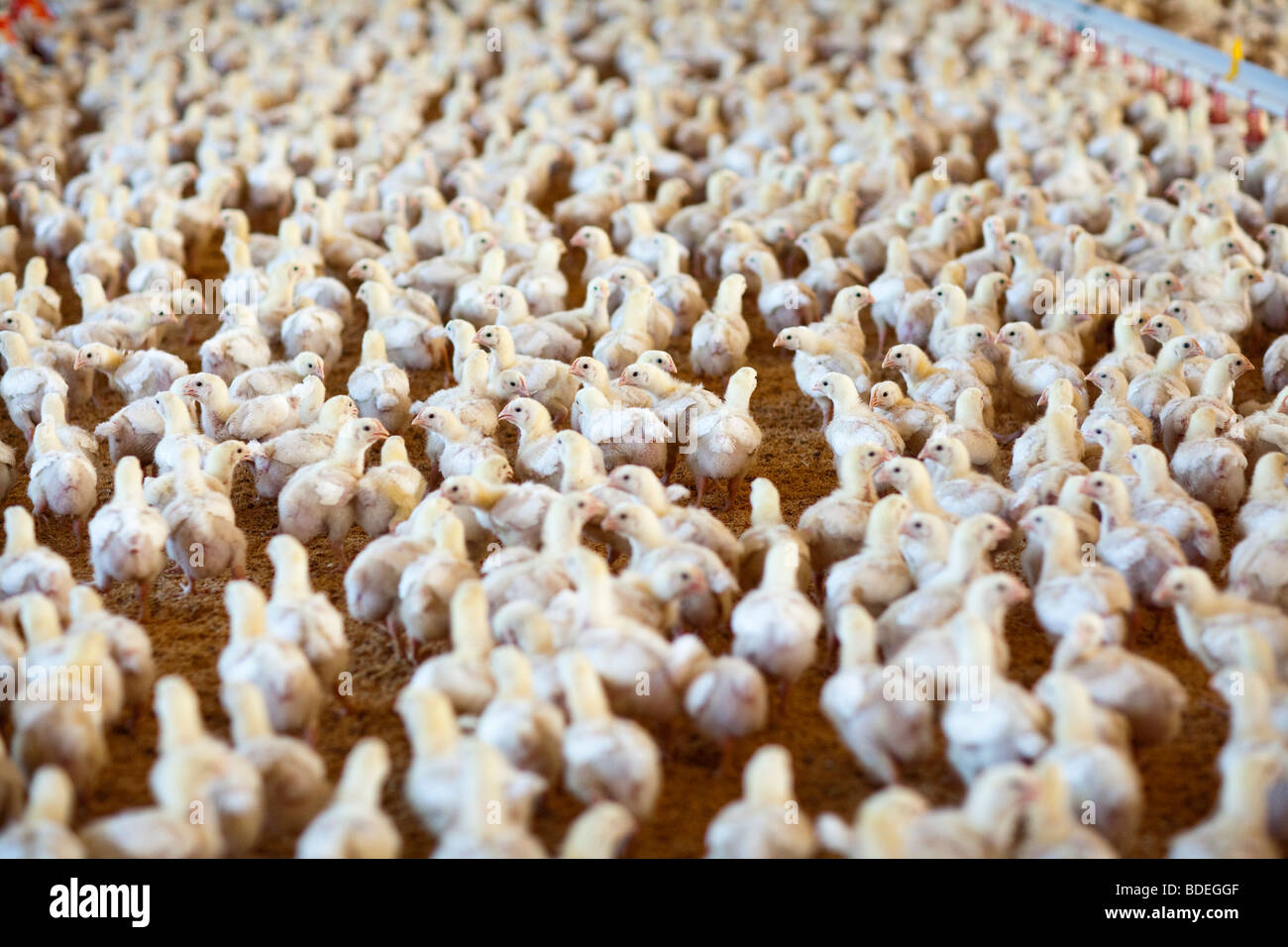 Poultry movement hi-res stock photography and images - Alamy