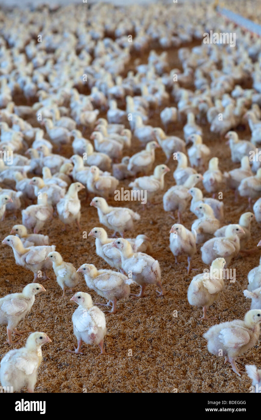 Poultry farm interior hi-res stock photography and images - Alamy