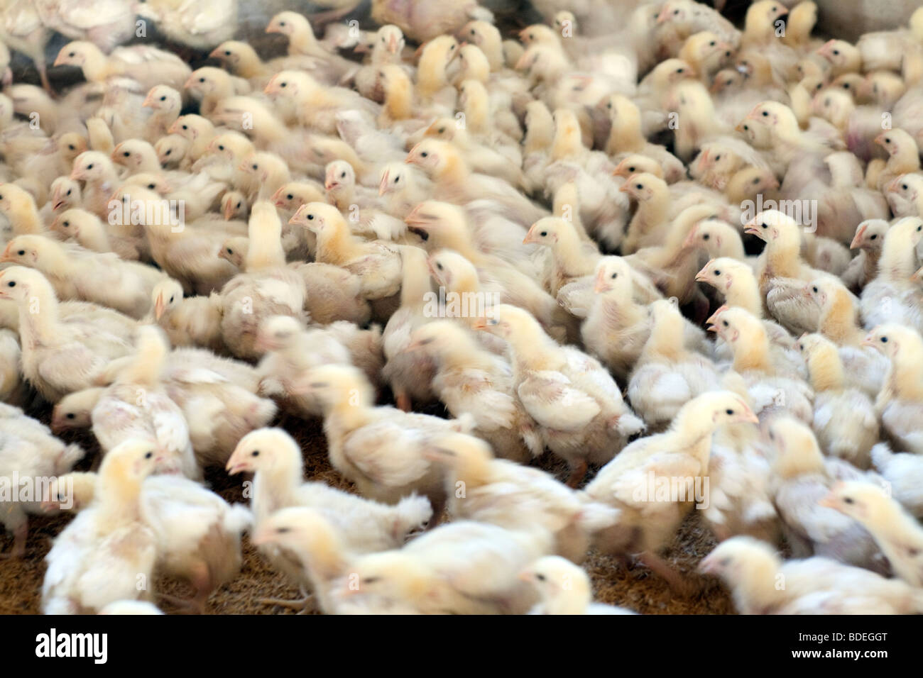 Closely captured hi-res stock photography and images - Alamy