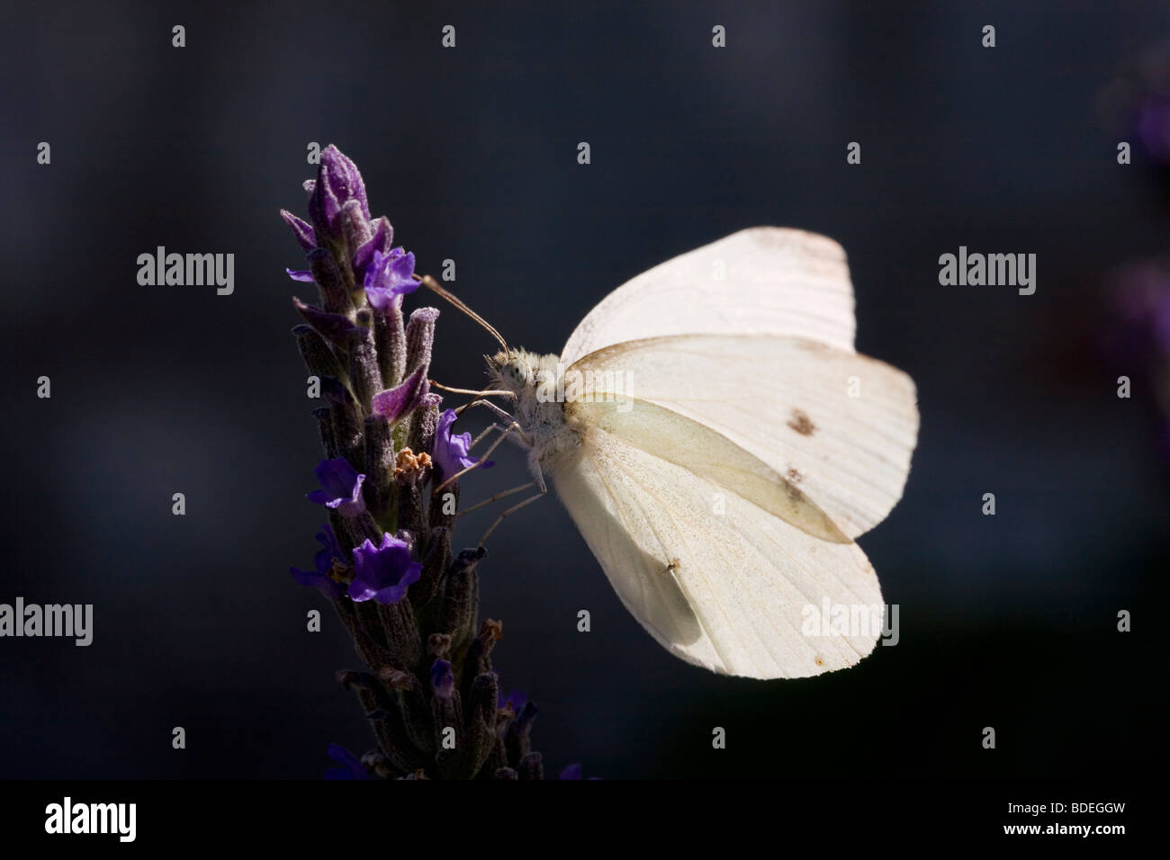 Large white butterfly hi-res stock photography and images - Alamy