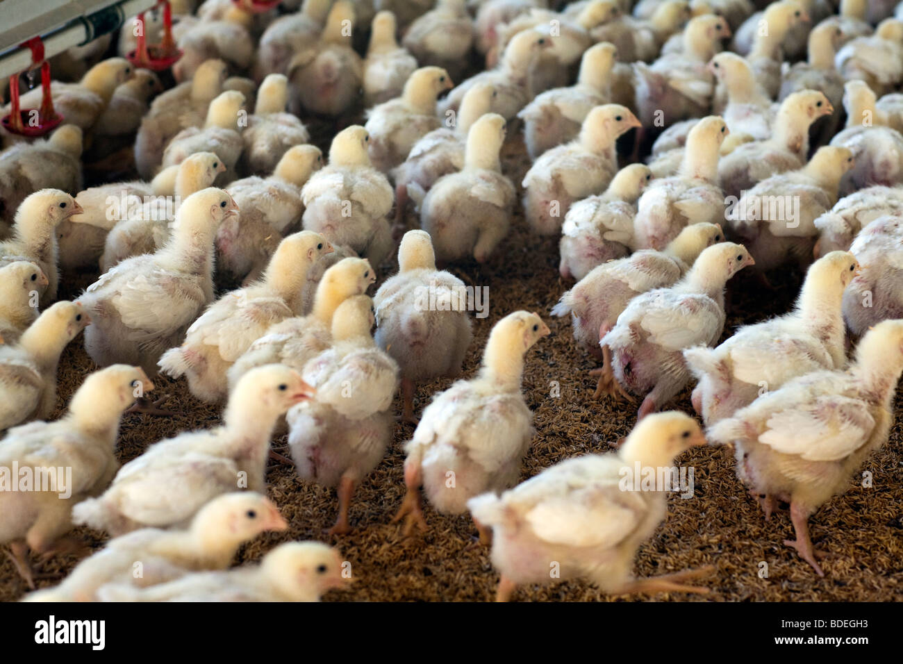 Poultry movement hi-res stock photography and images - Alamy