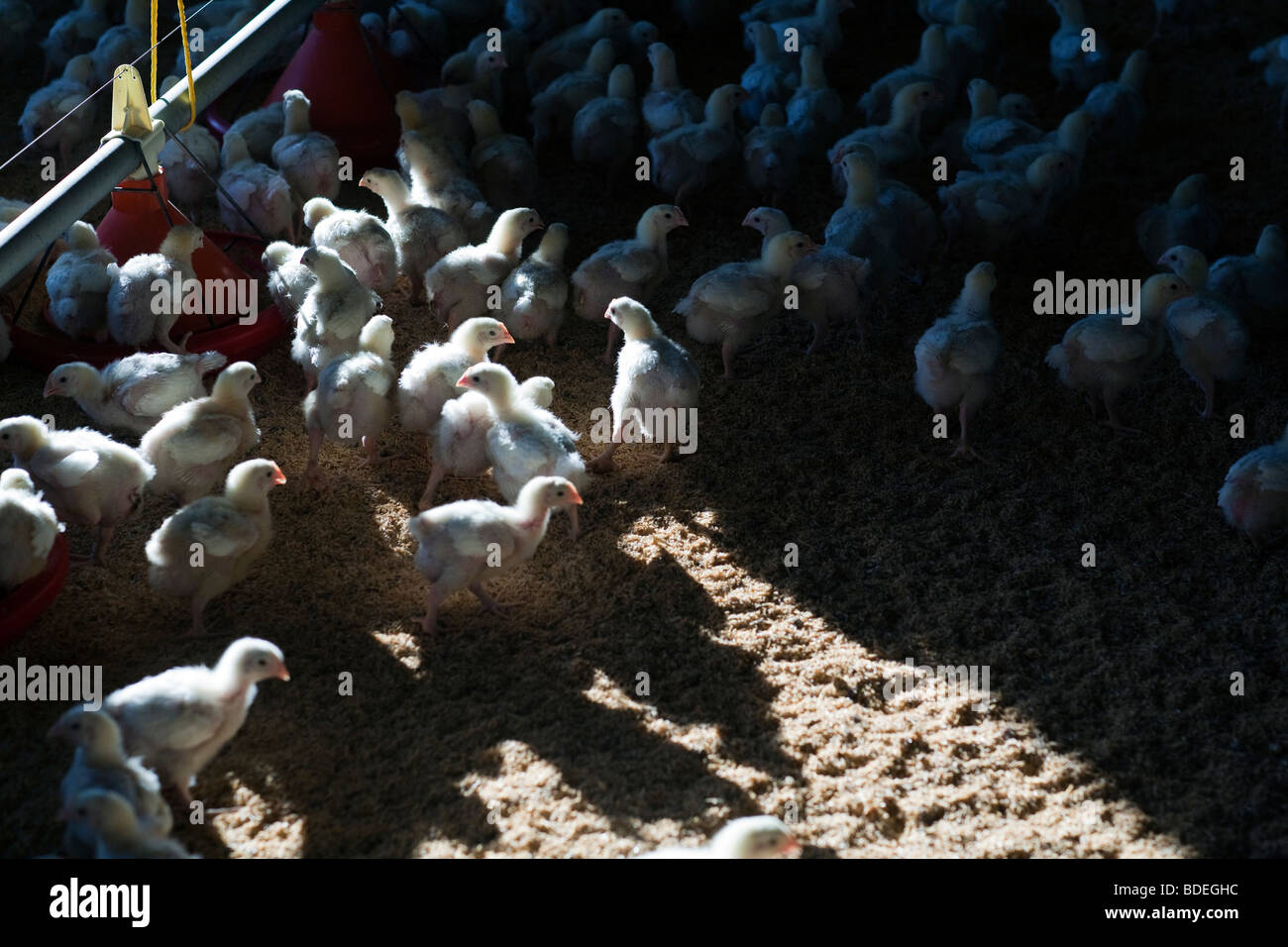 Bulk chicken hi-res stock photography and images - Alamy