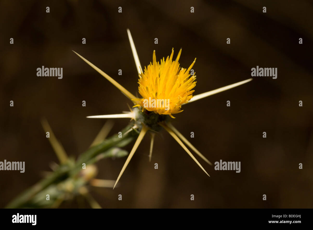 Yellow Star-Thistle, Centaurea solstitialis, growing in the Peloponnese ...