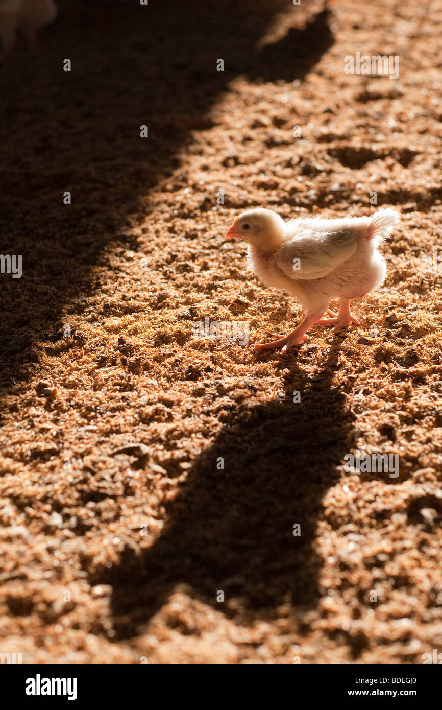 Chicken breeding farm hi-res stock photography and images - Alamy