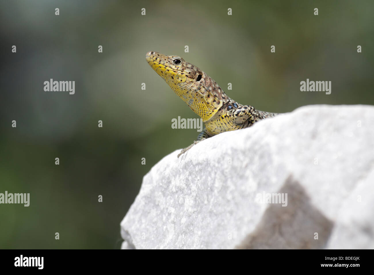 Greek Rock Lizard Stock Photo - Alamy
