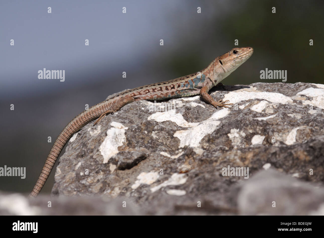 European wall lizards hi-res stock photography and images - Alamy