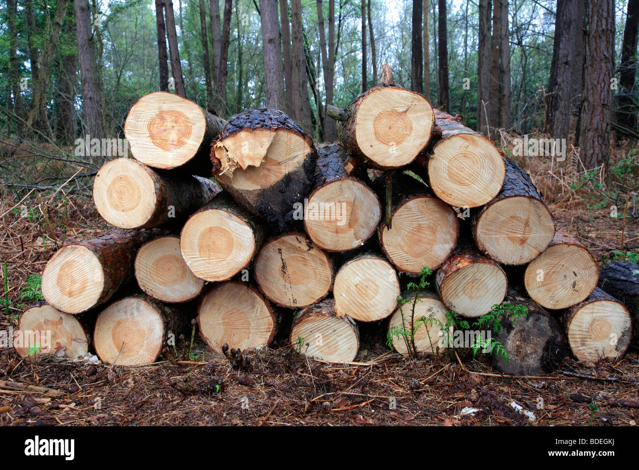 Tree rings annular rings hi-res stock photography and images - Alamy