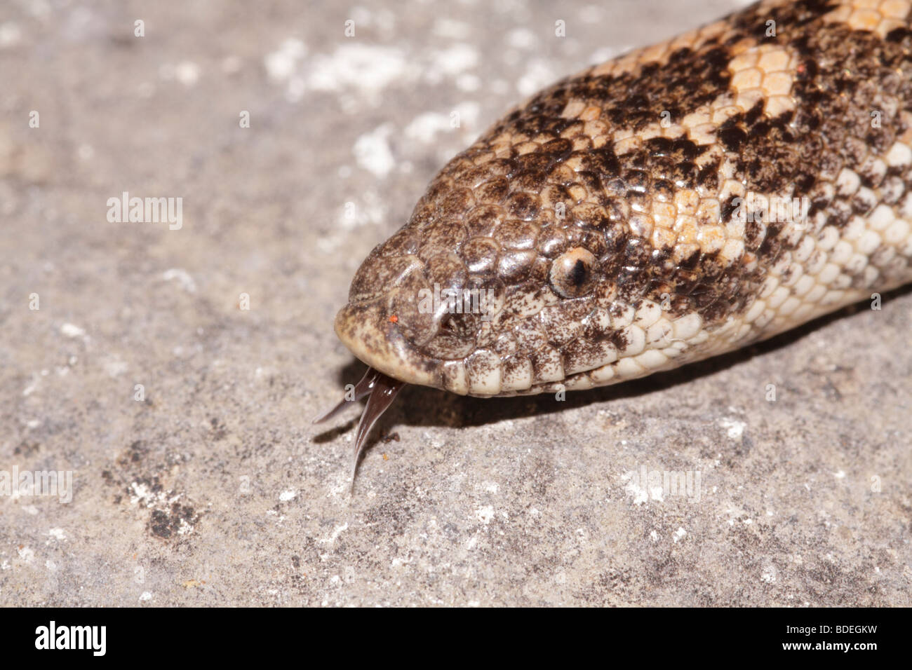 Snakes of the fauna of europe hi-res stock photography and images - Alamy