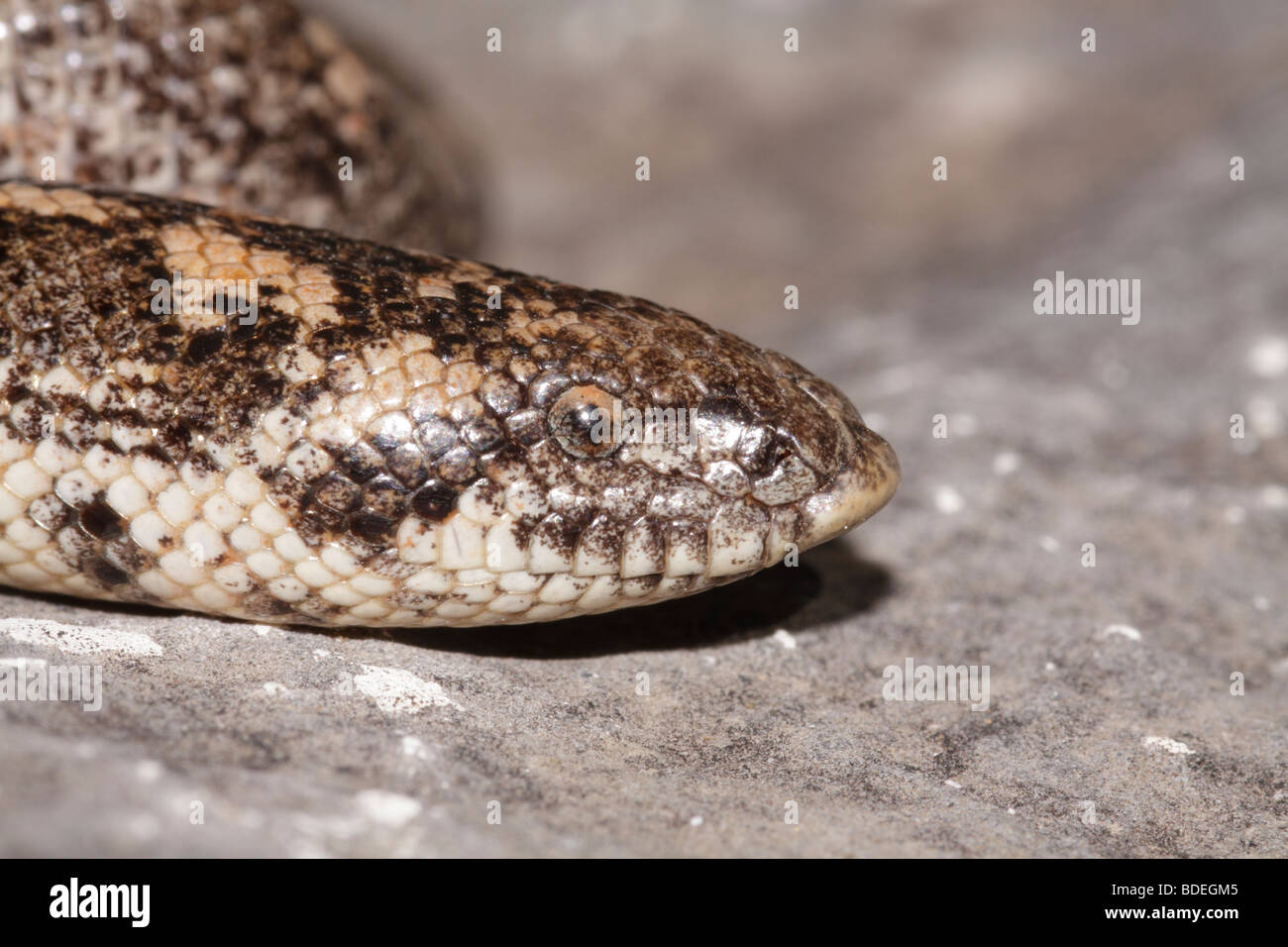 Portrait of a Sand Boa Stock Photo - Alamy