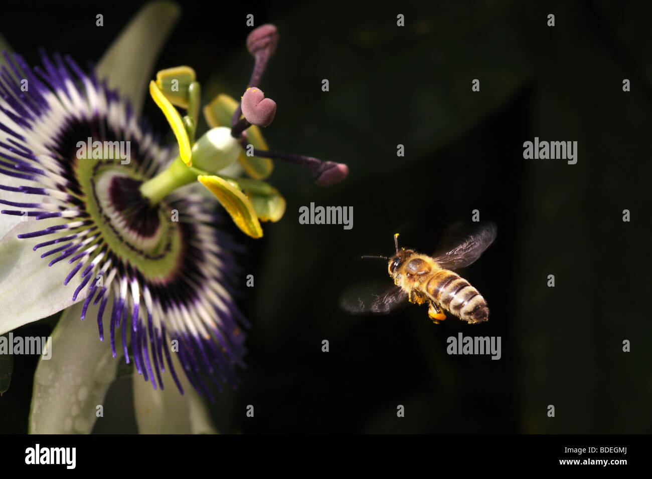 Flying insects bee hi-res stock photography and images - Alamy