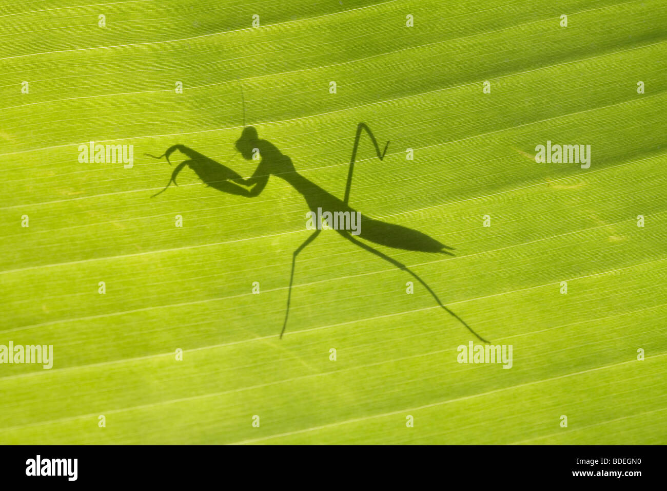 Praying mantis shape hi-res stock photography and images - Alamy