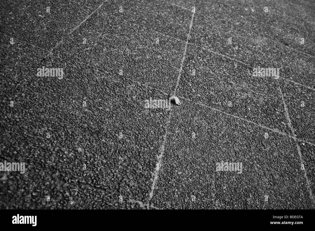 White leaf Black and White Stock Photos & Images - Alamy