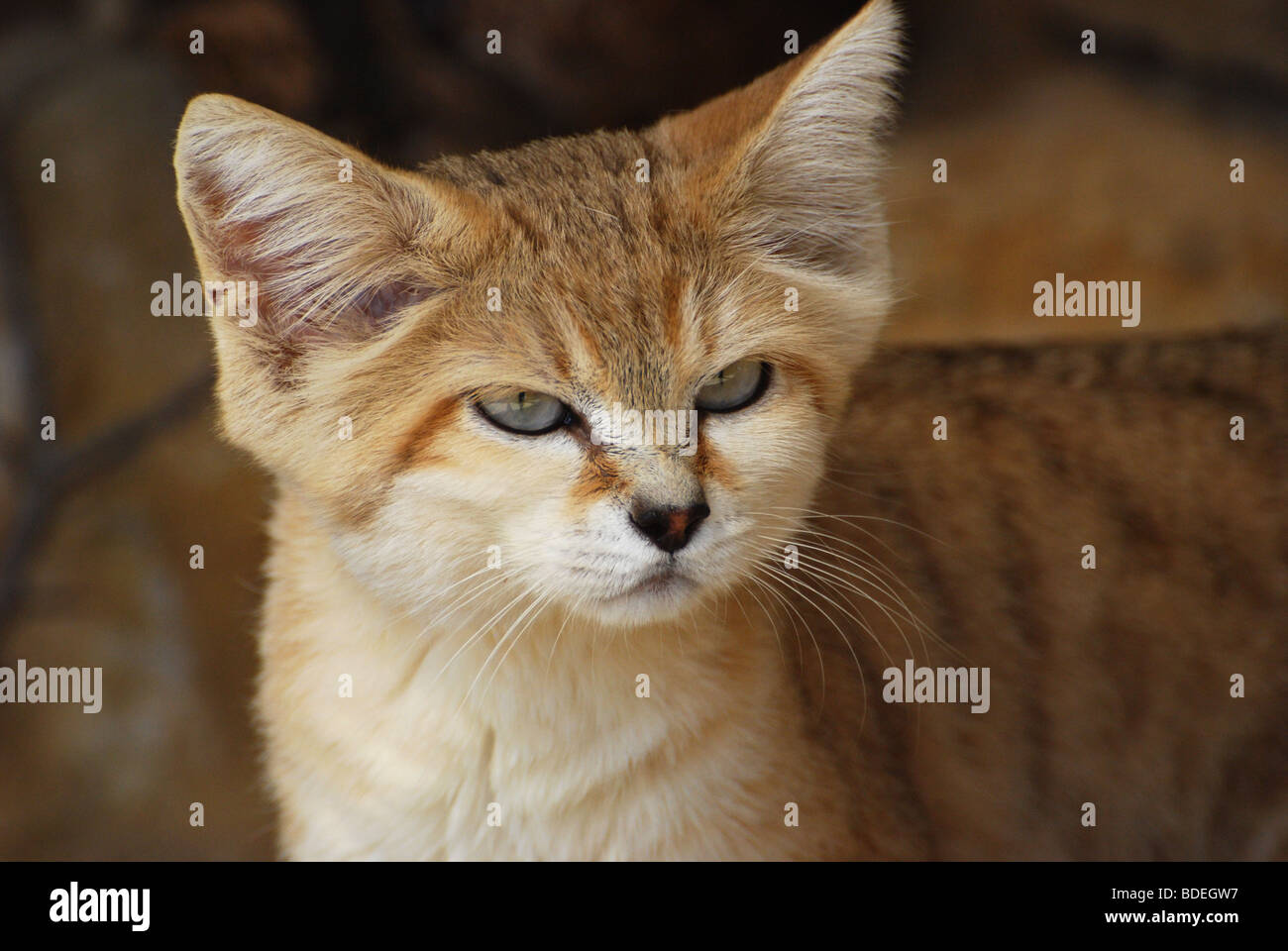 Male Arabian sand cat Stock Photo - Alamy