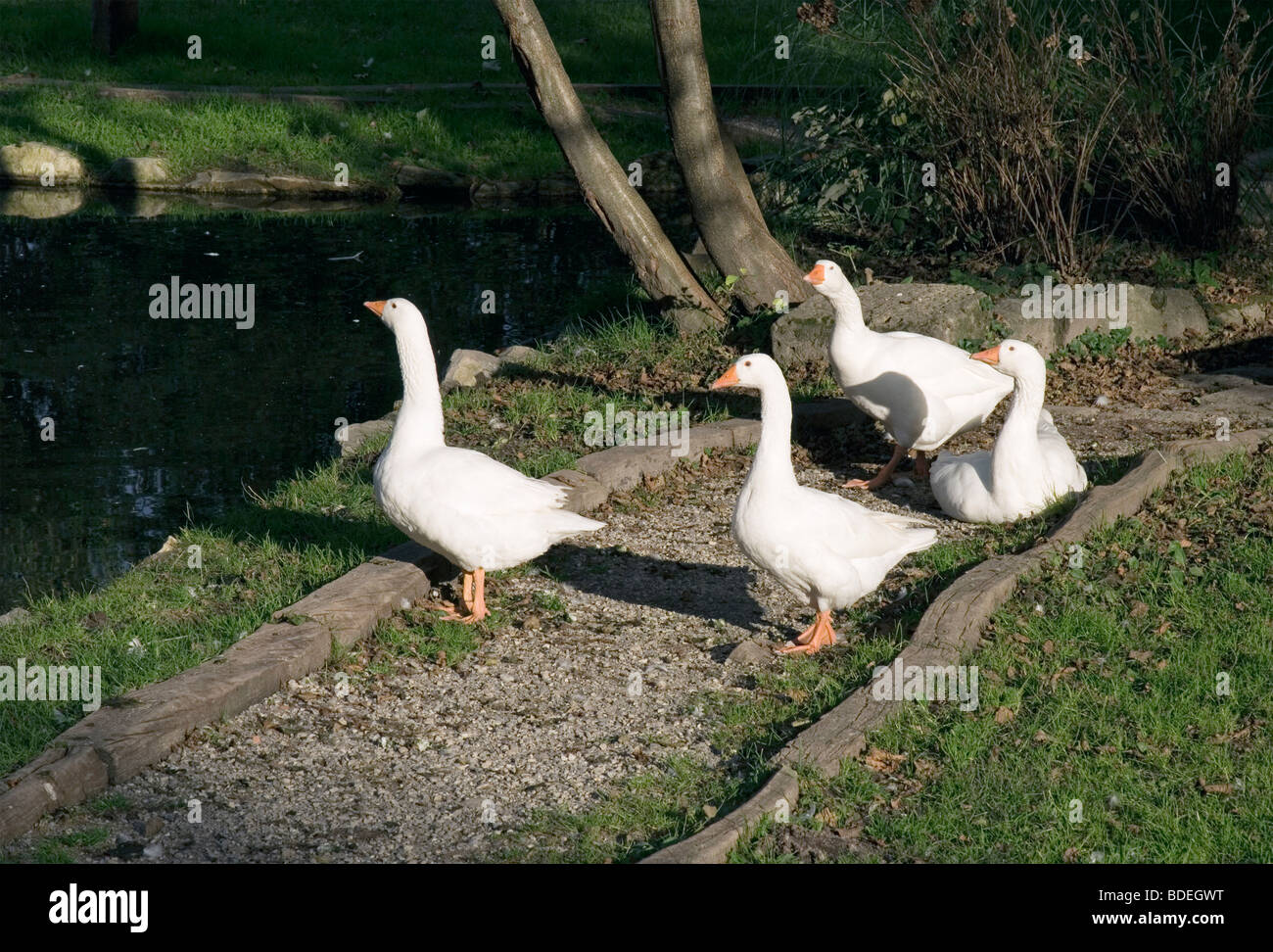 Goose embden domestic geese hi-res stock photography and images - Alamy